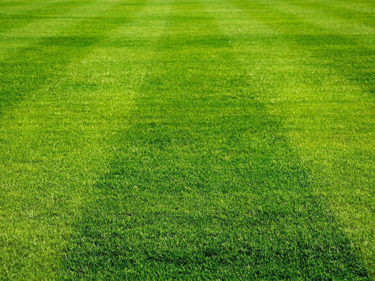 Rollrasen aus Bad Bentheim | Unsere Rasensorten und Preise